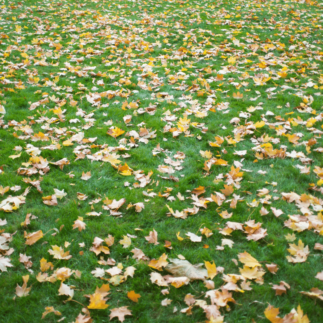 Untitled-design-2021-08-19T103356.881.png